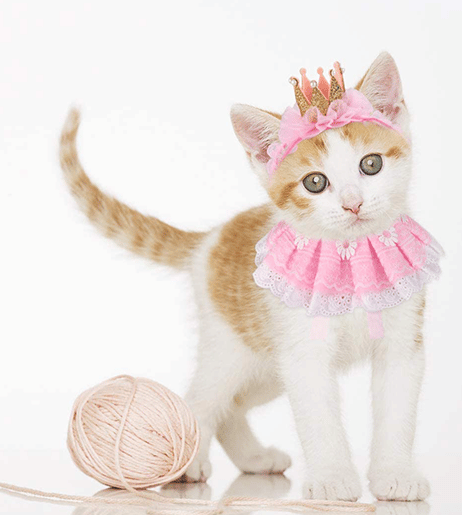 Clothing & Add-Ons | Pets Plushies